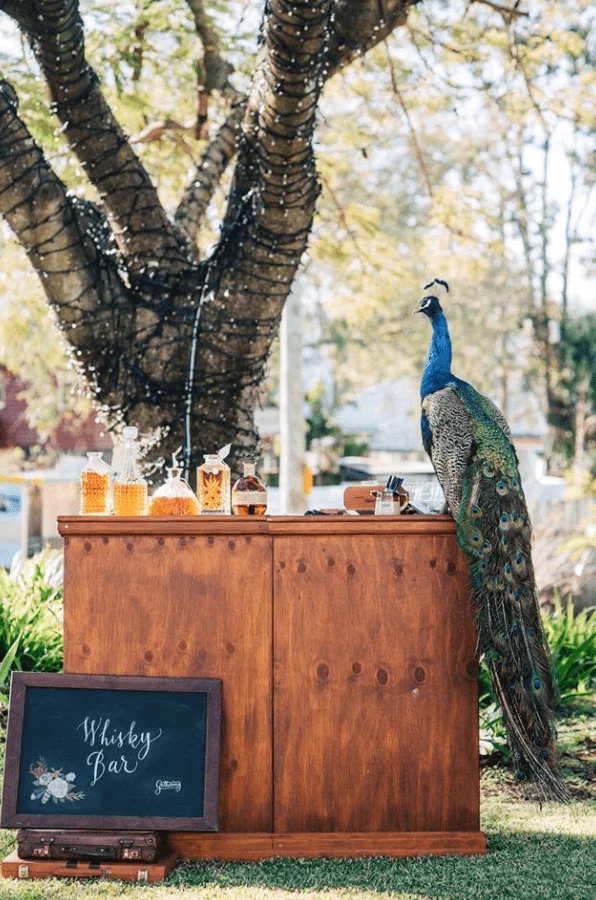 Peacock "Reg" - Adorn Event Hire - Wedding And Event Hire